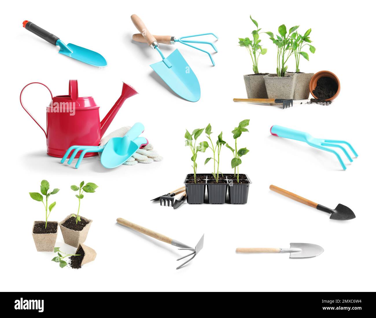 Set of vegetable seedlings and gardening tools on white background ...