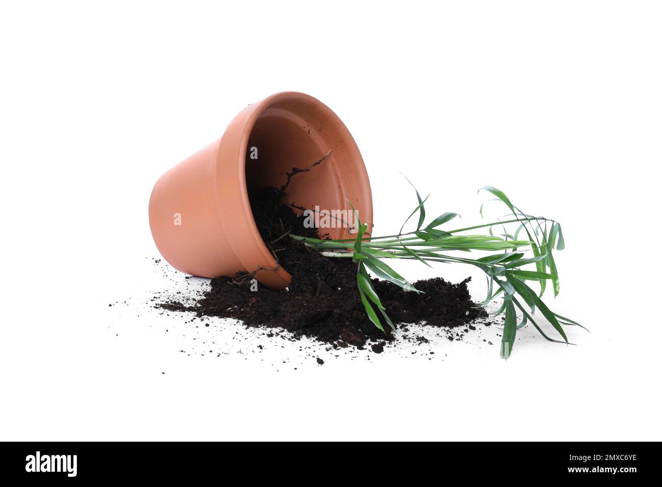 Overturned terracotta flower pot with soil and plant isolated on white ...