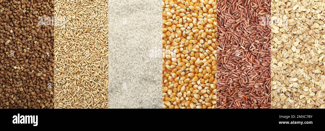 Collection of different grains and cereals as background. Banner design ...