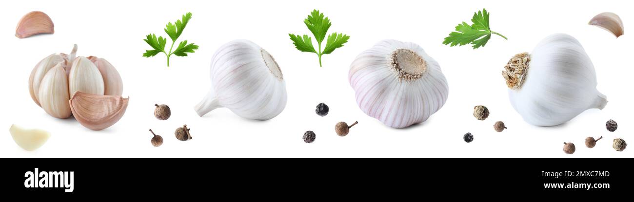 Set of fresh garlic and different seasonings on white background ...