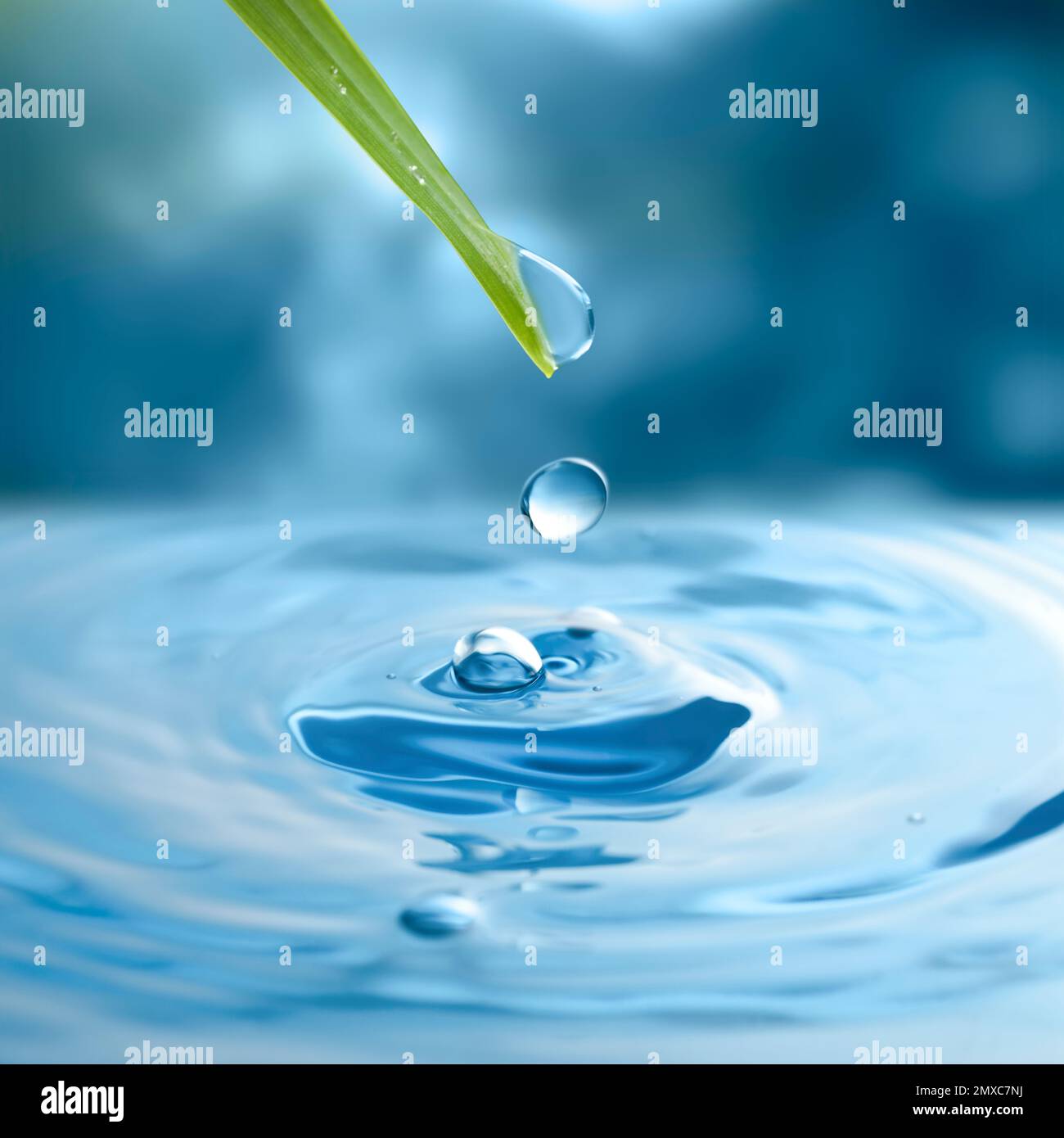 Water drops falling from grass blade into water, closeup. Ecology ...