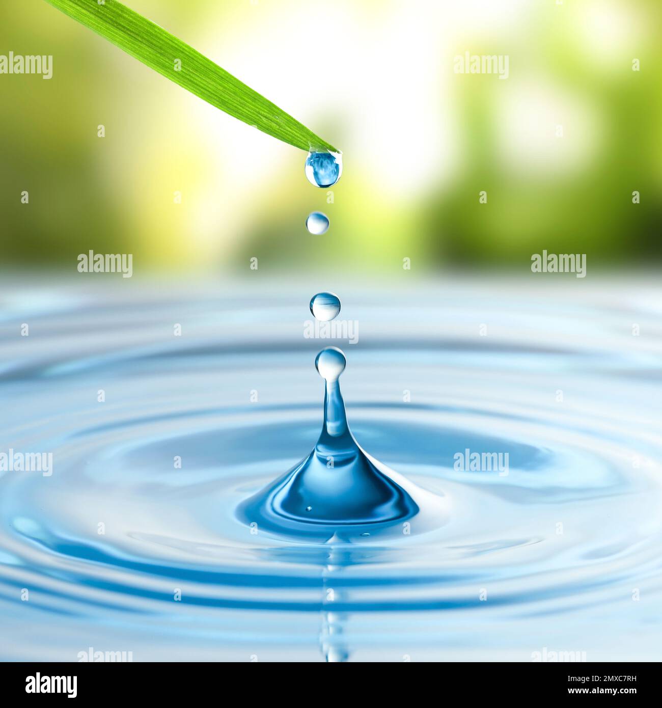 Water drops falling from grass blade into water on sunny day, closeup ...