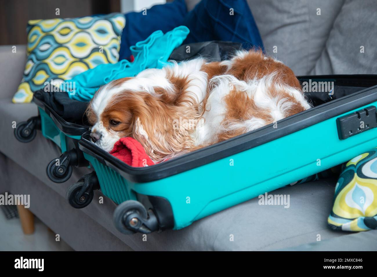 Portrait of bored lonely Cavalier King Charles spaniel dog lying in ...