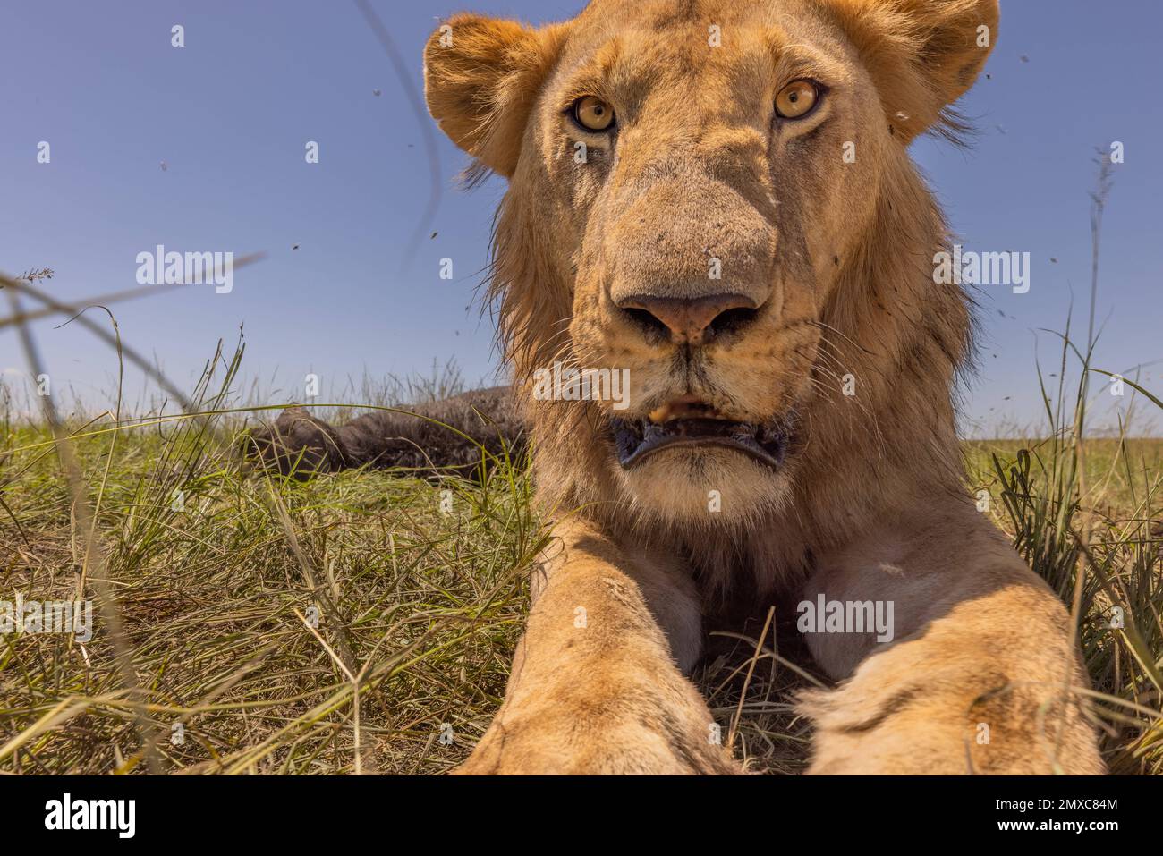 An adult lion joining in the fun. Kenya: THE MOMENT this curious cub ...