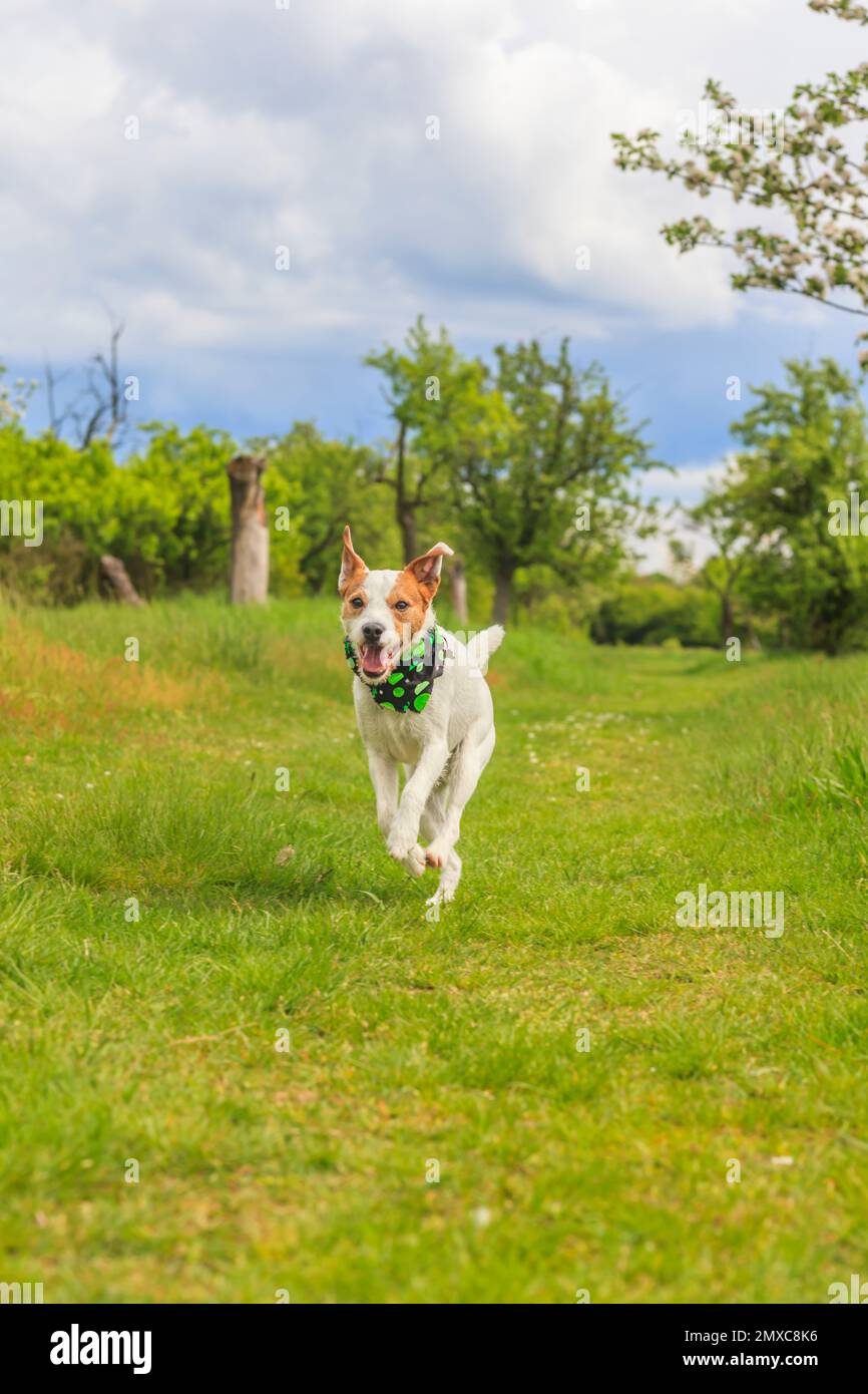 Running dog in ground perspective Stock Photo - Alamy