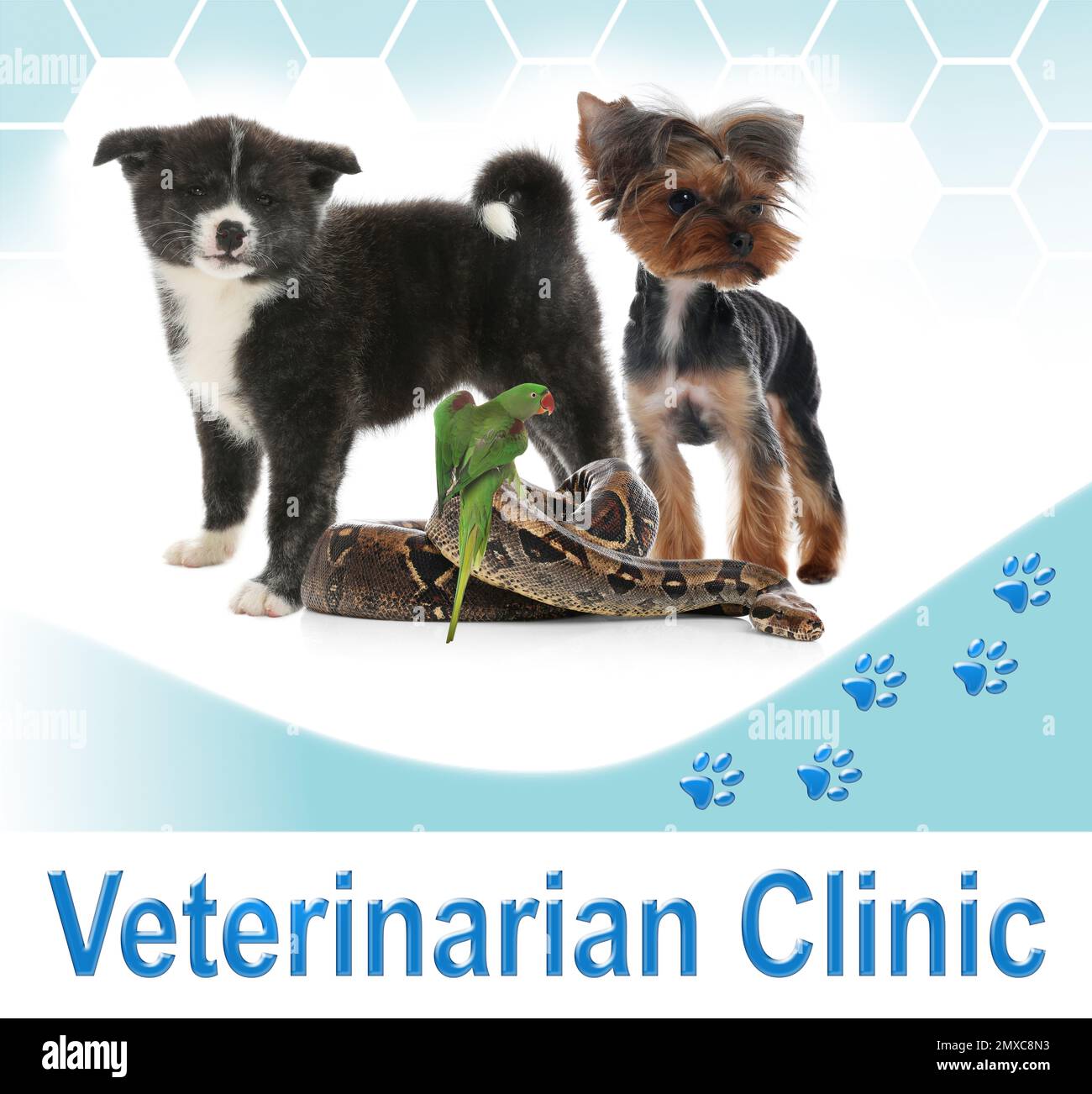 Group of different pets and text Veterinarian Clinic on white ...