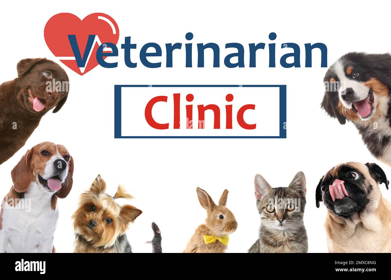 Collage with different cute pets and text Veterinarian Clinic on white ...