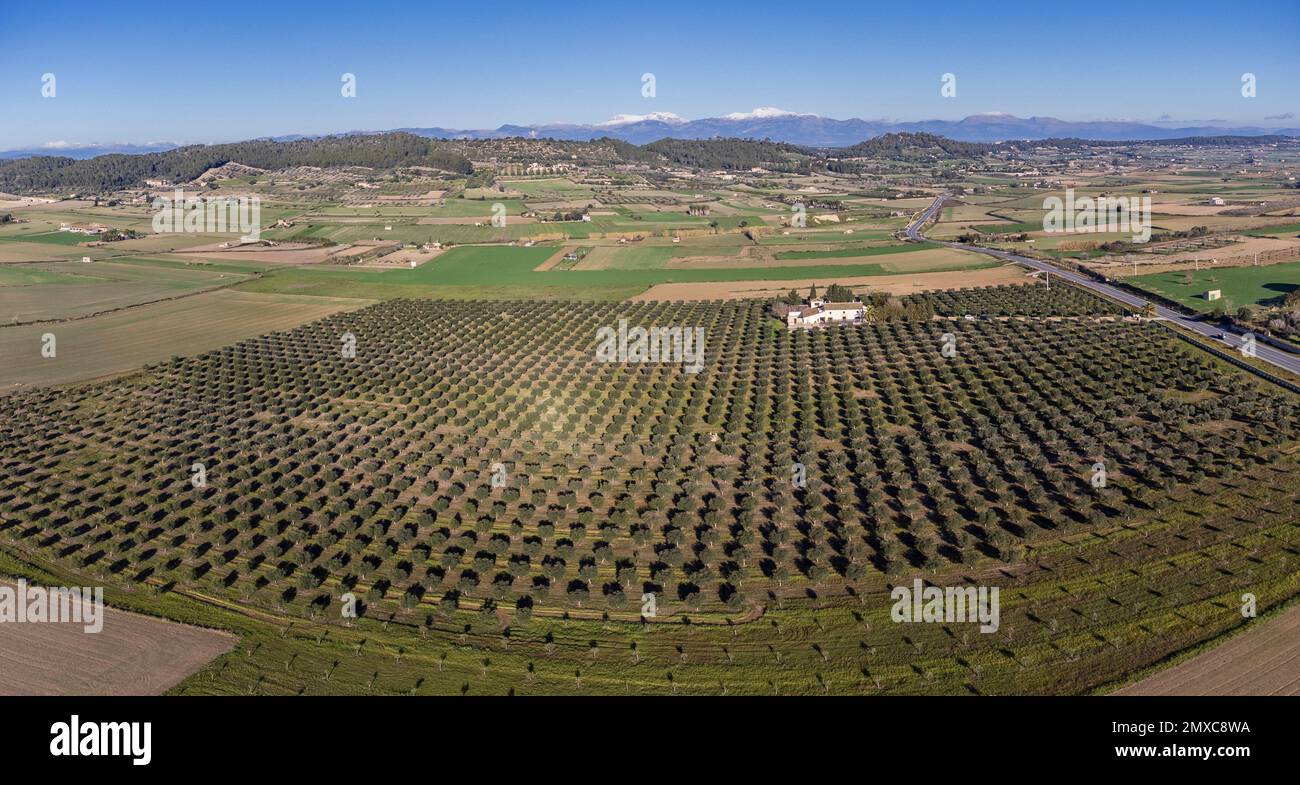 olive grove of the Gossalba agrotourism, Sant Joan, Majorca, Balearic ...