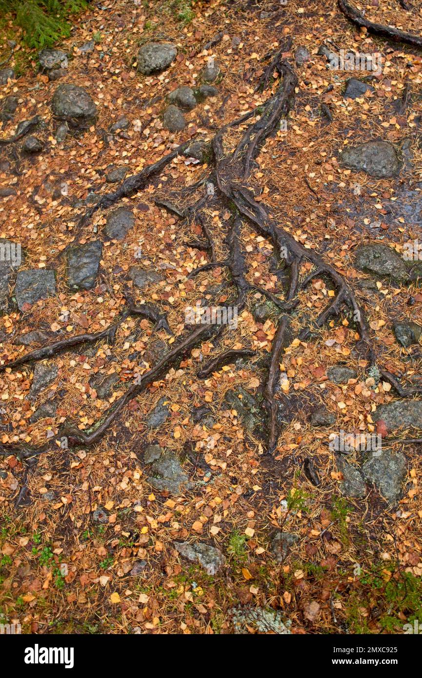 Tree roots and stones in autumn with leaves covering the ground Stock ...