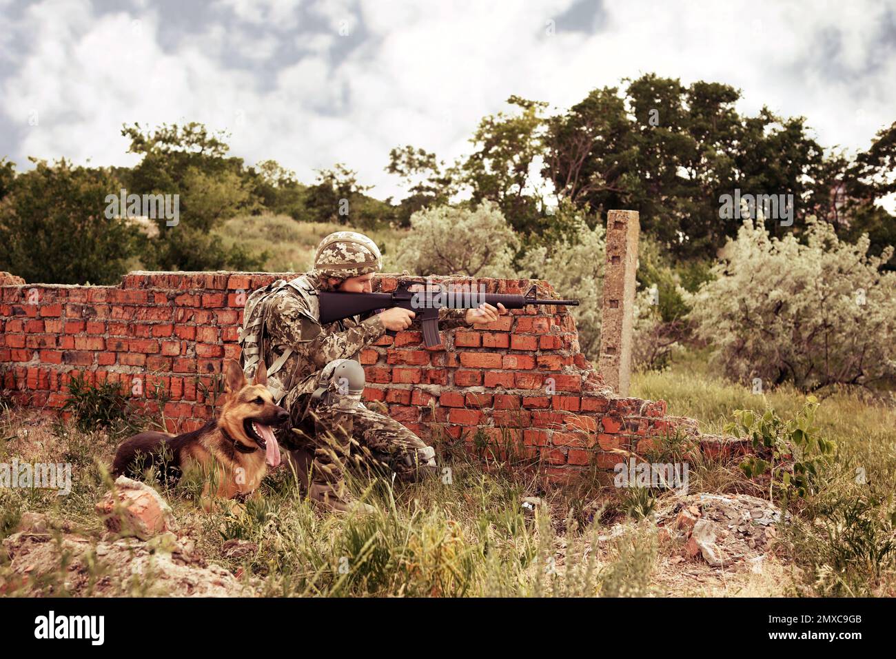 Man in military uniform with German shepherd dog at firing range Stock ...