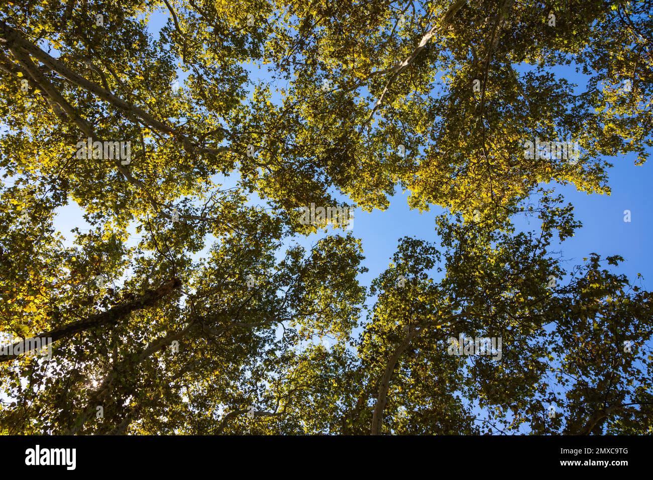 Trees from below in wide angle view. Forest or carbon net zero ...
