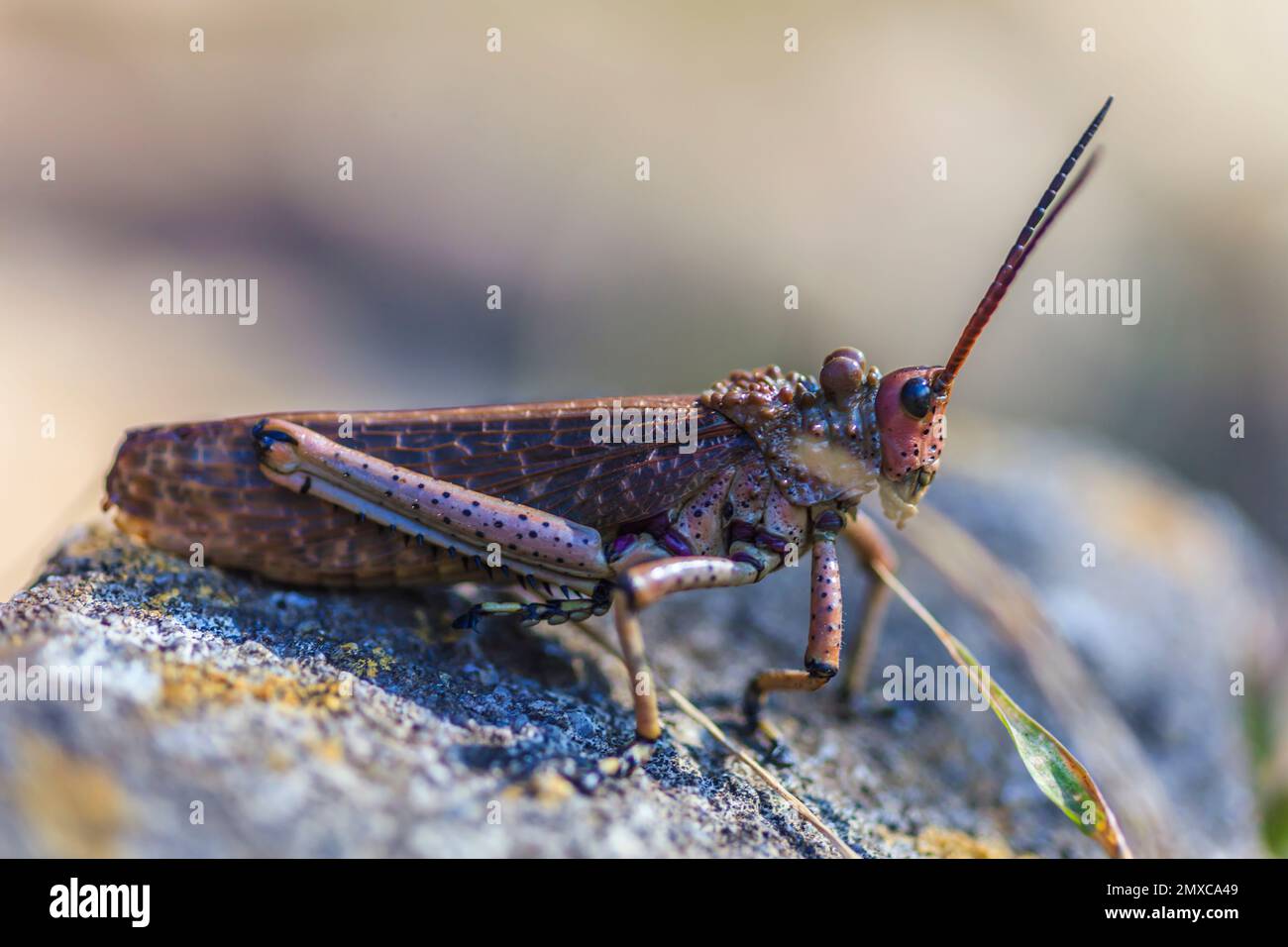 Locusts africa hi-res stock photography and images - Alamy