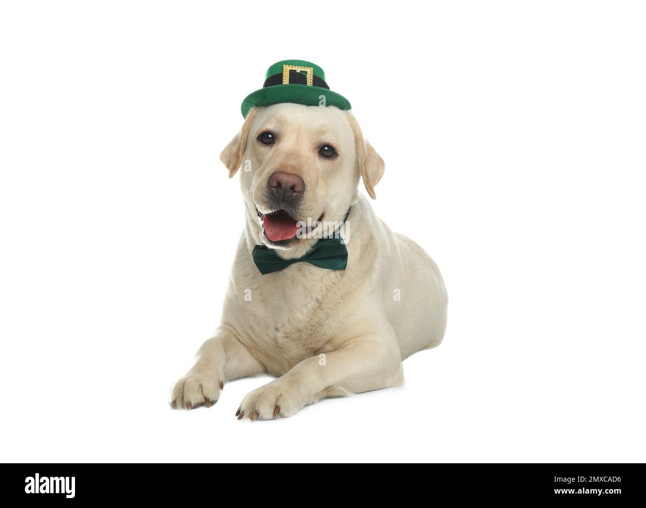 Labrador retriever with leprechaun hat and bow tie on white background ...