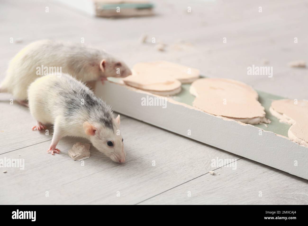 White rats gnawing baseboard indoors. Pest control Stock Photo - Alamy