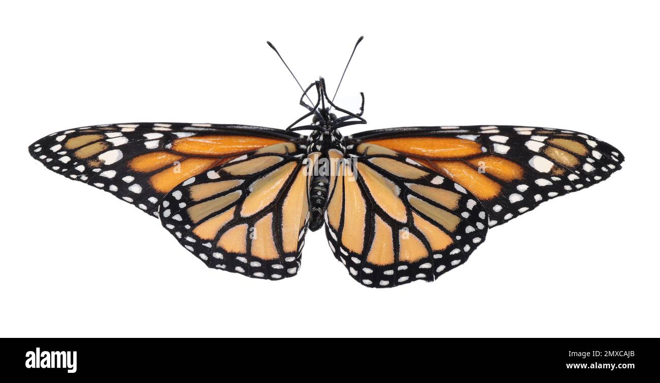 Beautiful fragile monarch butterfly isolated on white Stock Photo - Alamy