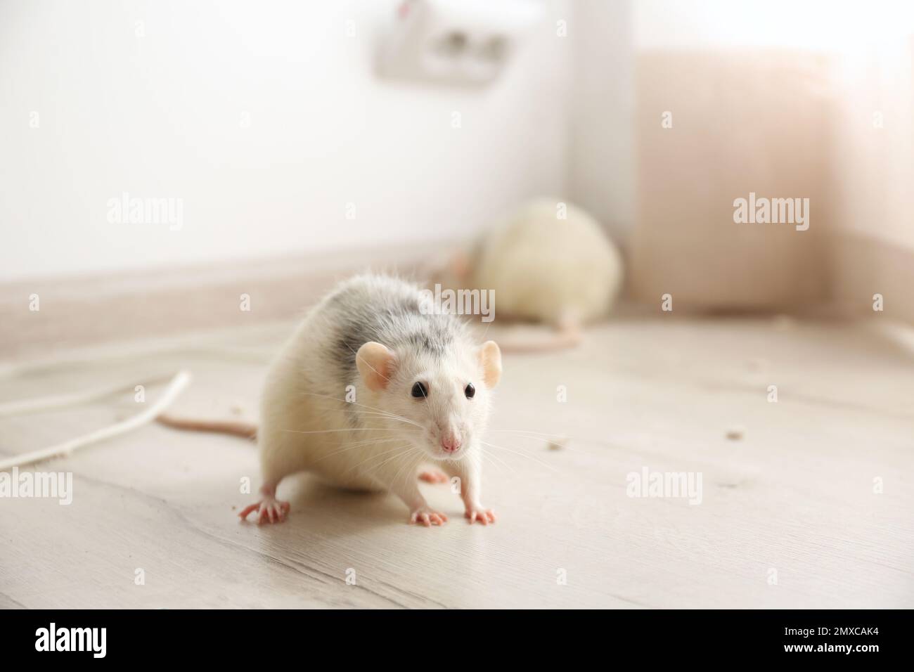 White rats on floor indoors. Pest control Stock Photo - Alamy