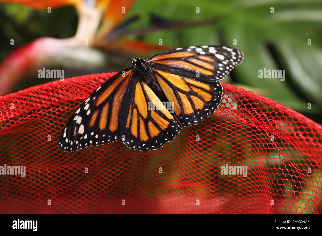 Beautiful monarch butterfly on net in garden Stock Photo - Alamy