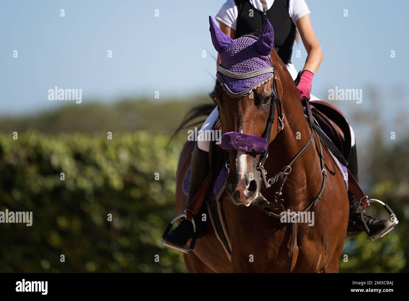 Horseback riding, equestrian child is riding a horse Stock Photo - Alamy