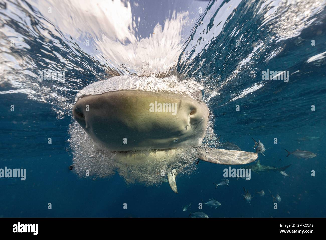 Nose dive. Florida, USA: COMICAL optical illusion shots look like a ...