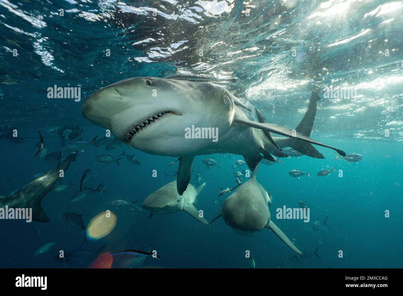 Swimming forward. Florida, USA: COMICAL optical illusion shots look ...