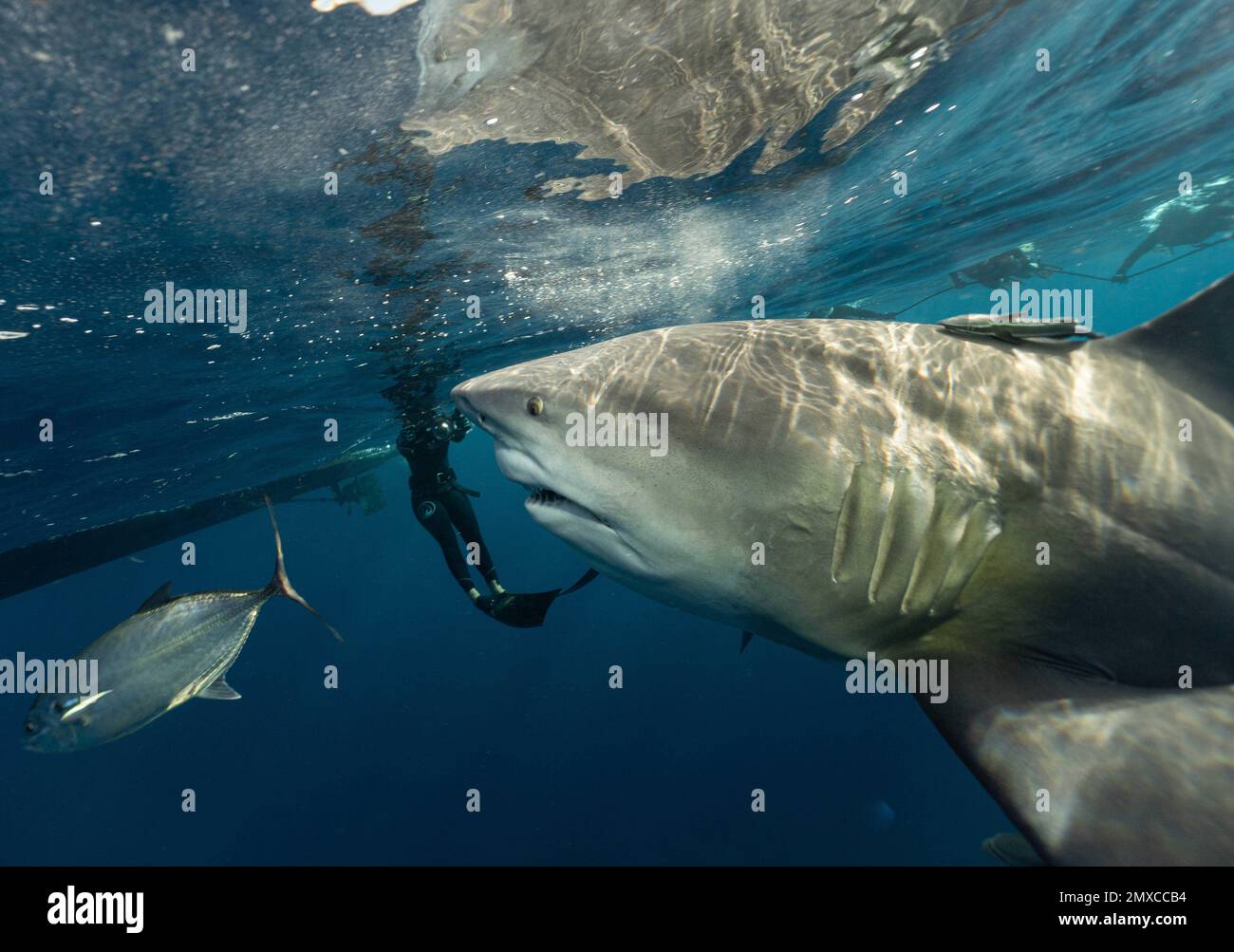 Spotting a diver. Florida, USA: COMICAL optical illusion shots look ...