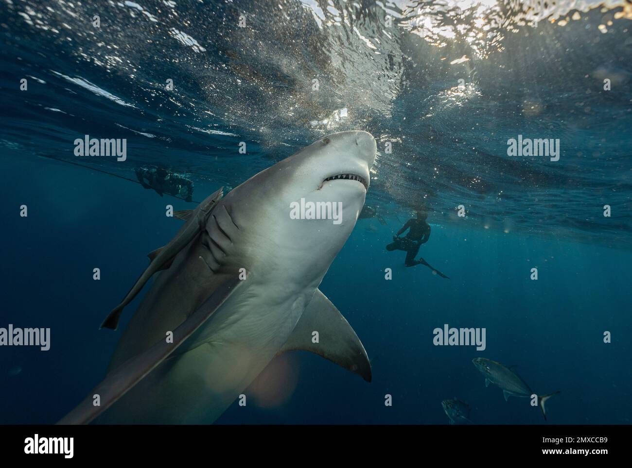 Going for the surface. Florida, USA: COMICAL optical illusion shots ...