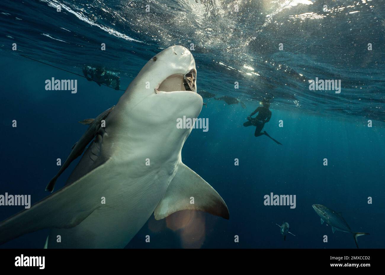 Lunch time. Florida, USA: COMICAL optical illusion shots look like a ...