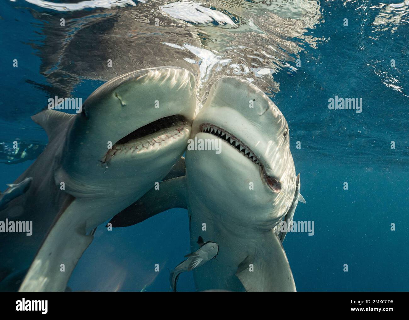 Shark hug. Florida, USA: COMICAL optical illusion shots look like a ...