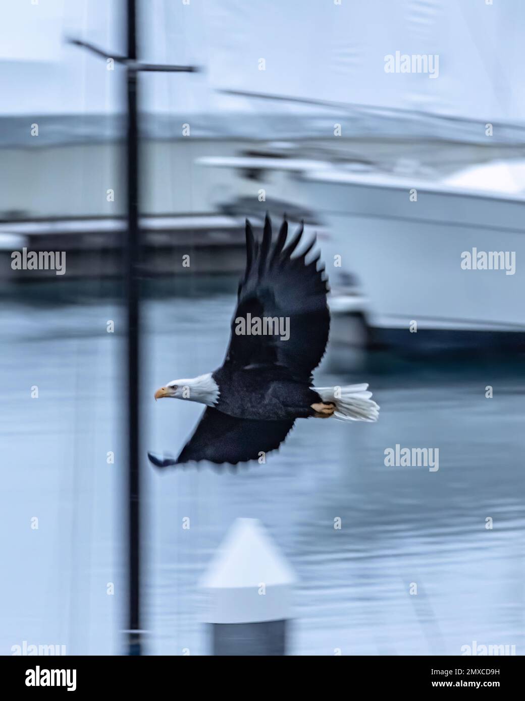 A bald eagle flying in a port Stock Photo - Alamy