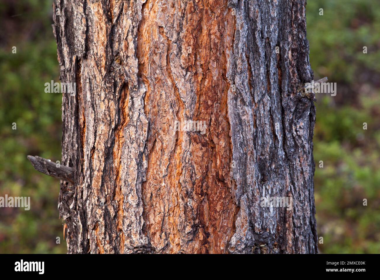 Close up on a pine tree, the trunk, patterns in the bark. Creepers and ...
