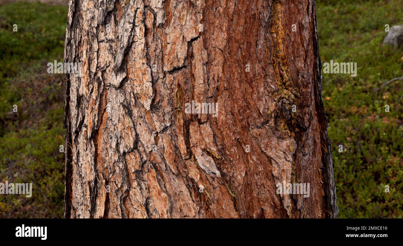 Close up on a pine tree, the trunk, patterns in the bark. Creepers and ...