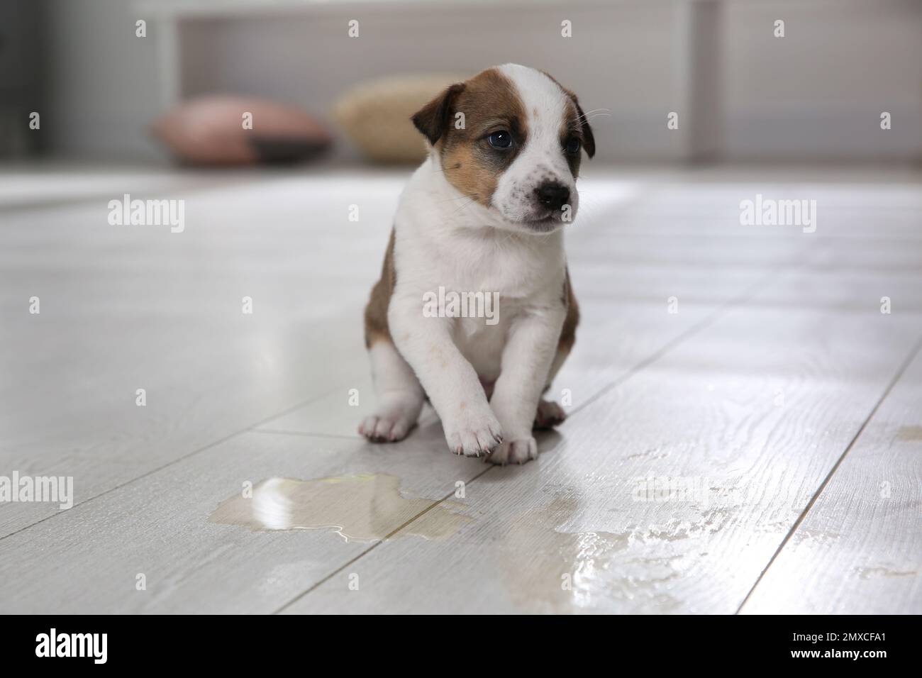 Adorable puppy near puddle on floor indoors Stock Photo - Alamy