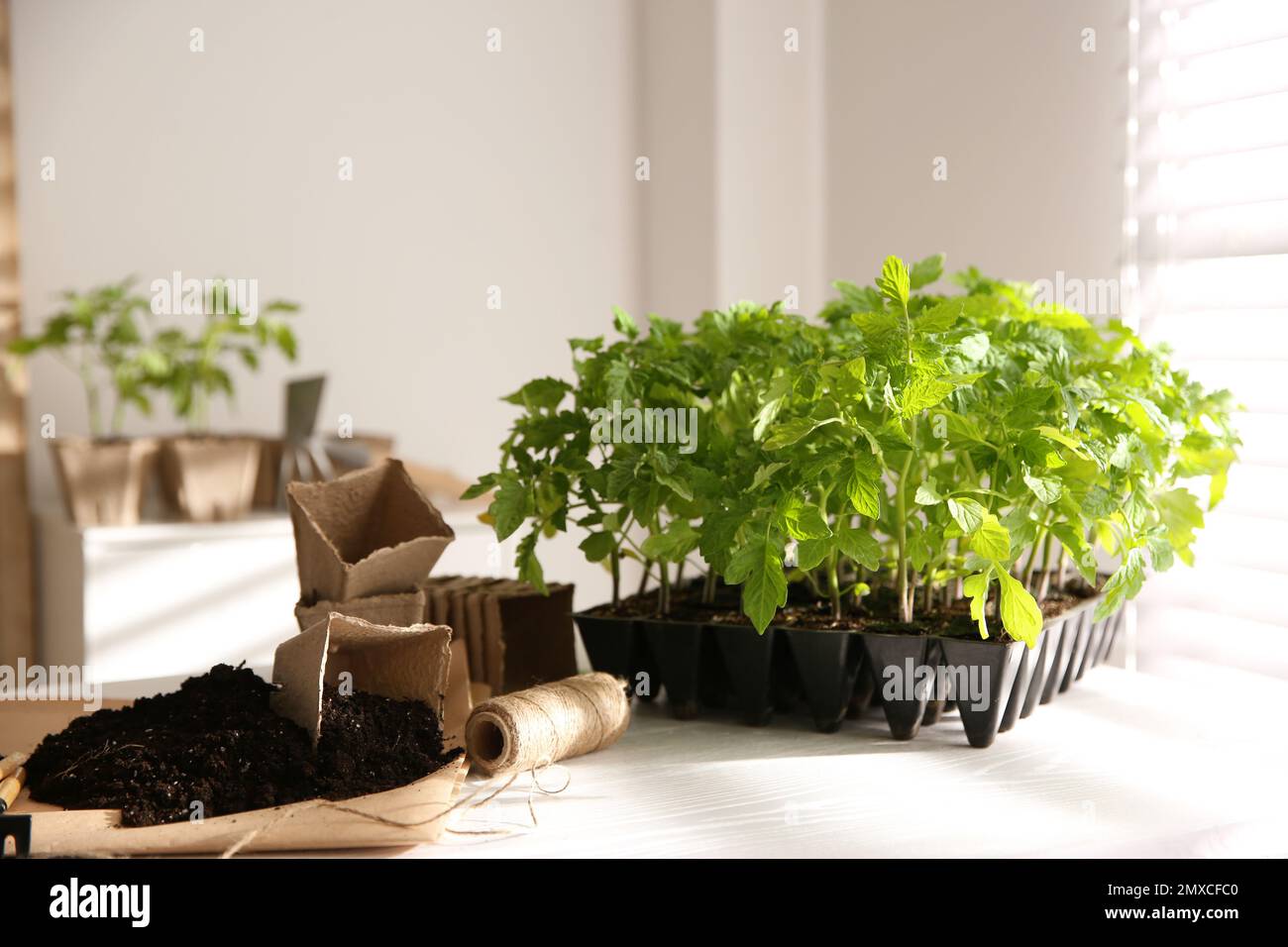 Green tomato seedlings, peat pots, rope and soil on white table Stock ...