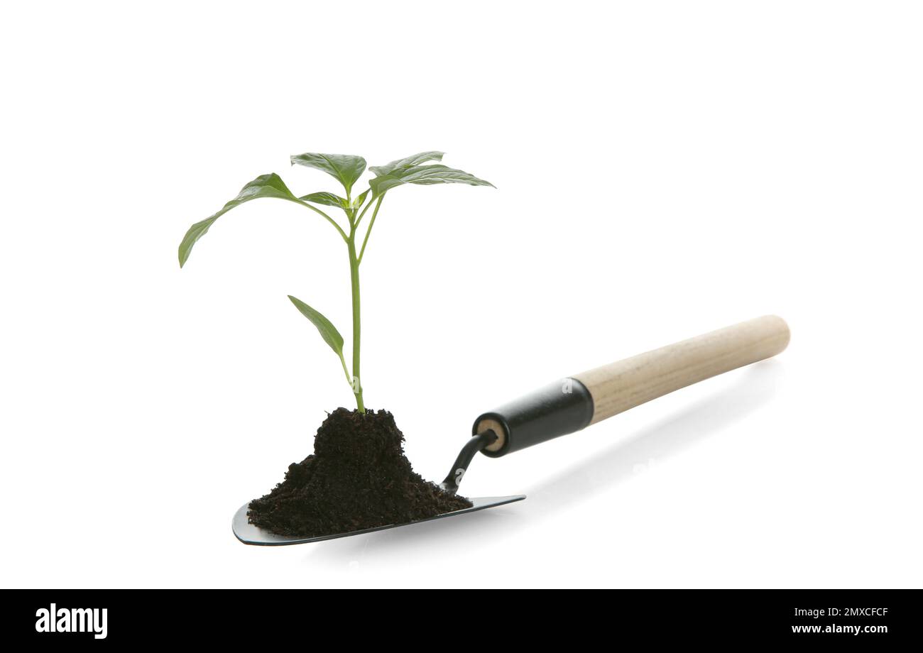 Gardening trowel with soil and green pepper seedling isolated on white ...