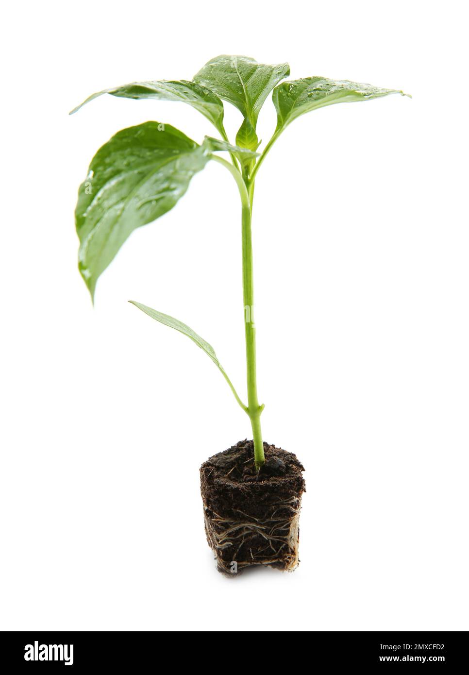 Fresh green pepper seedling isolated on white Stock Photo - Alamy