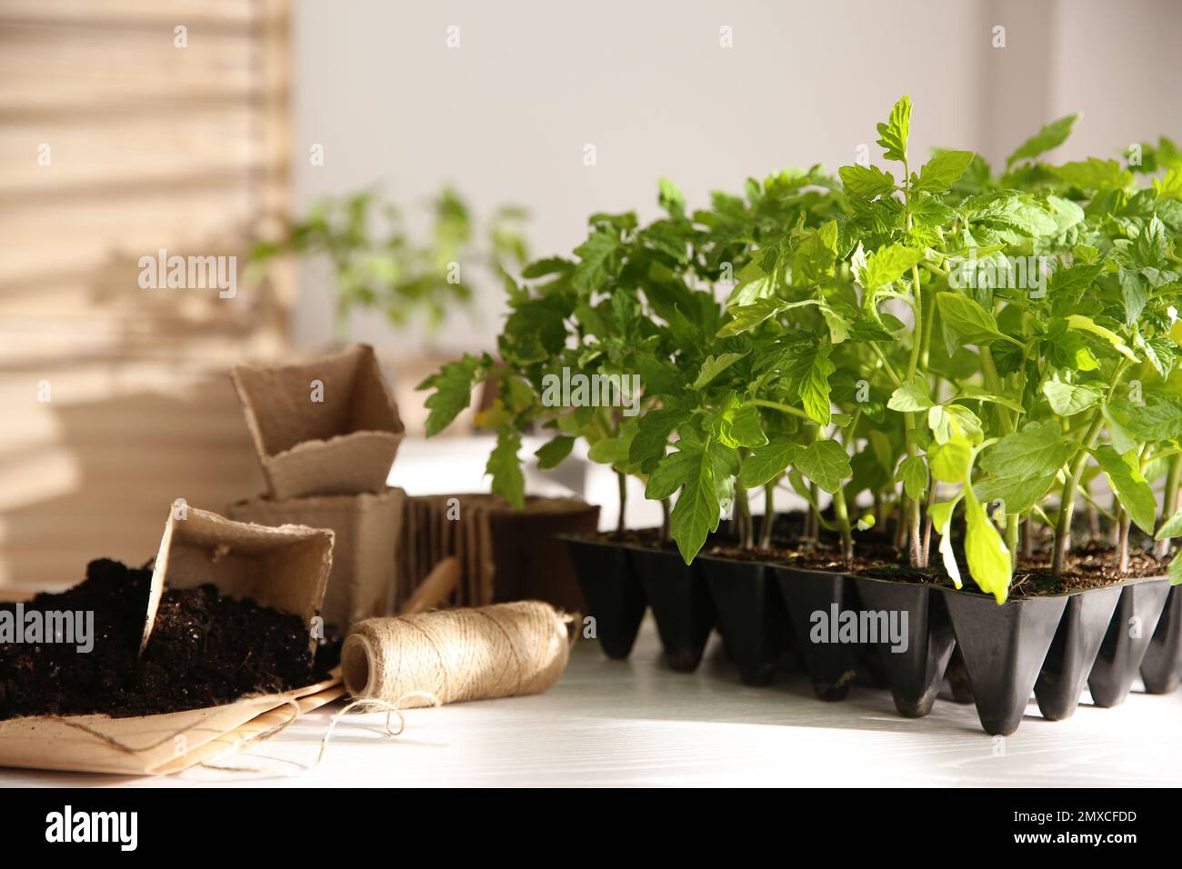 Green tomato seedlings, peat pots, rope and soil on white table Stock ...
