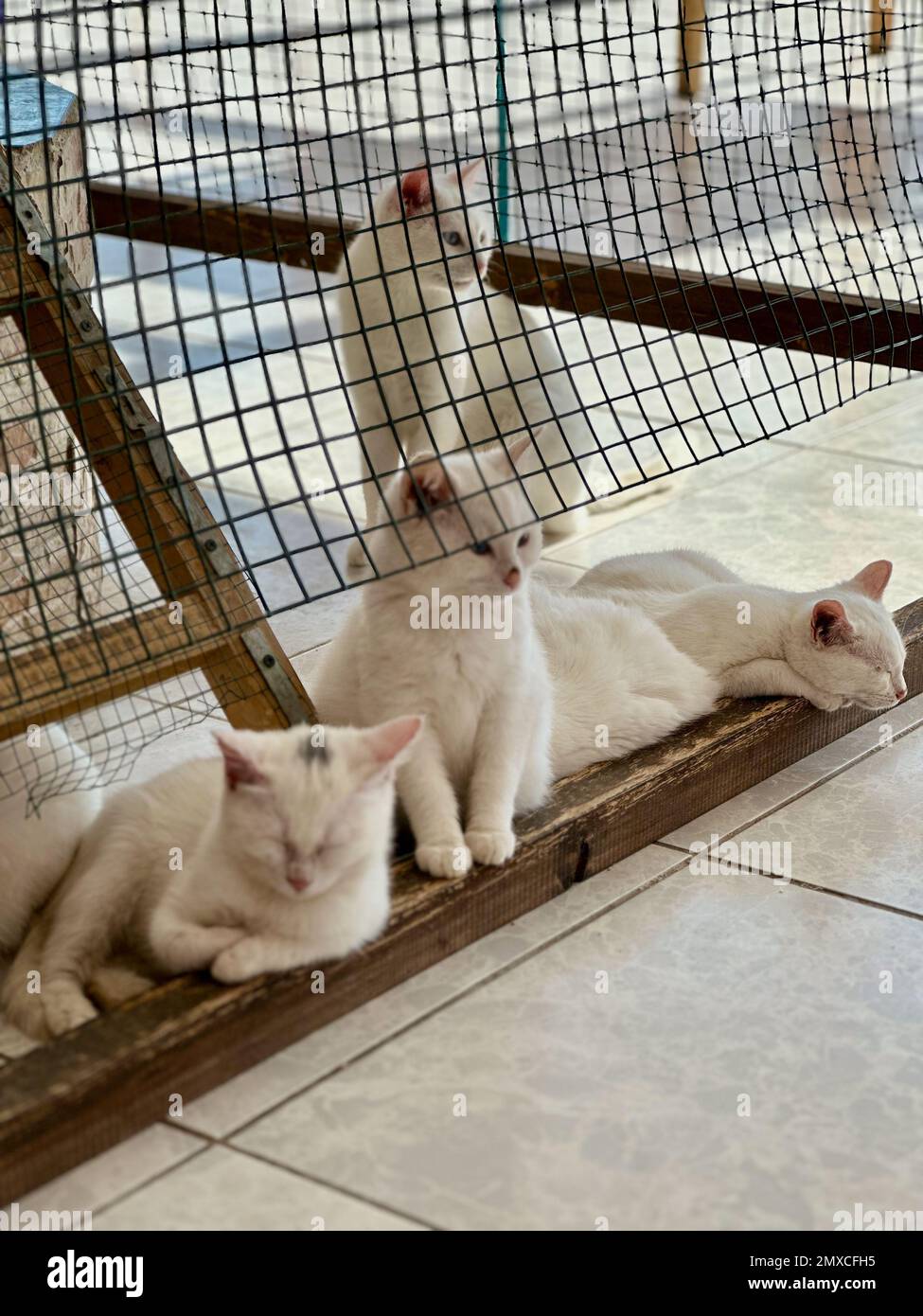 The beautiful white Van Cats with heterochromia resting outdoors on the ...
