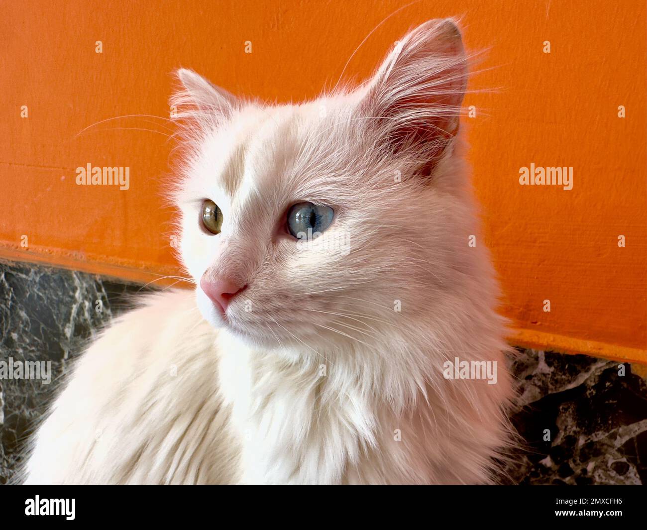 Domestic van hi-res stock photography and images - Alamy