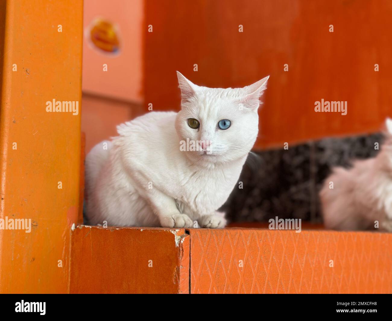 The beautiful white Van Cat with heterochromia resting outdoors on the ...