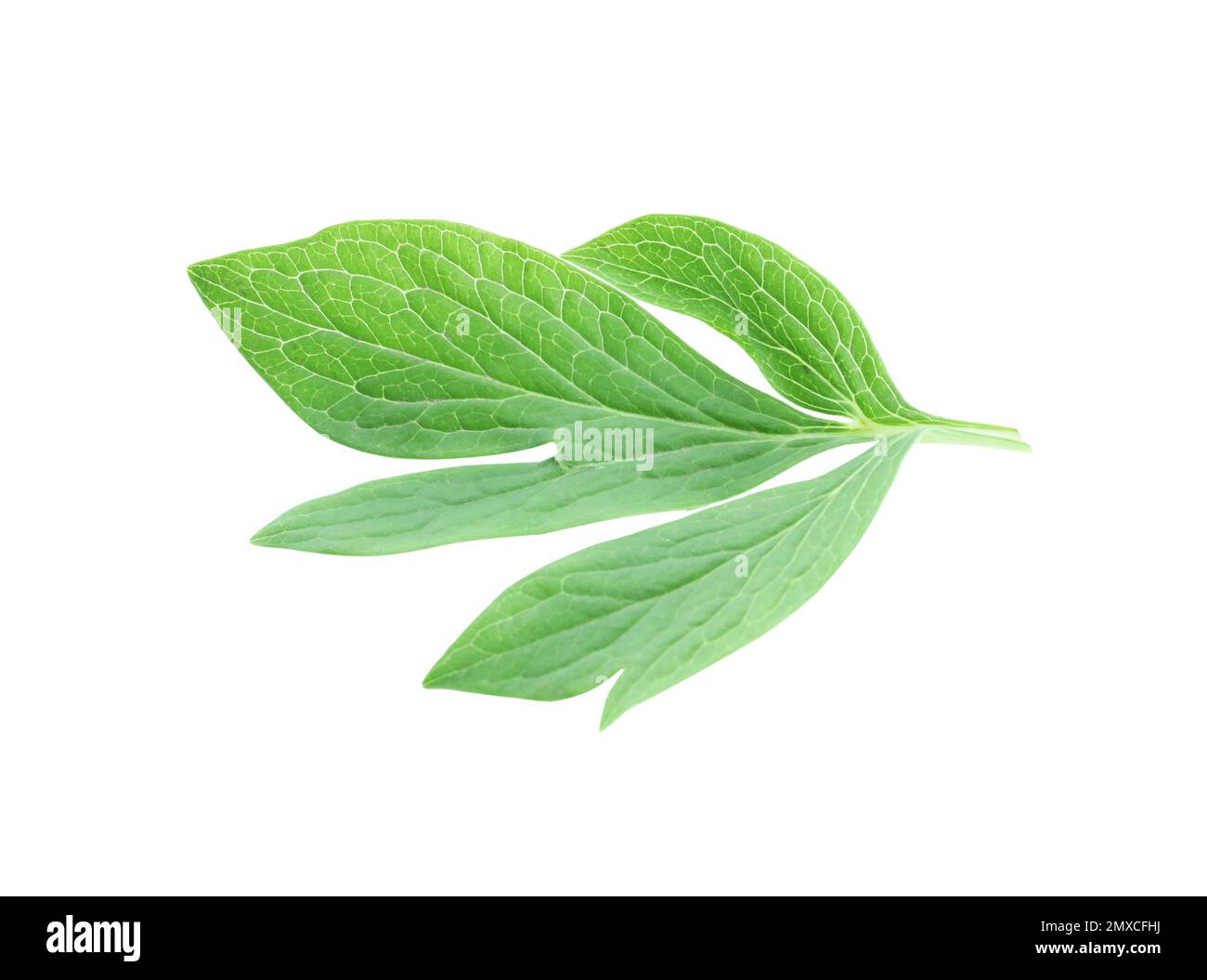 Fresh leaves of peony plant isolated on white Stock Photo - Alamy