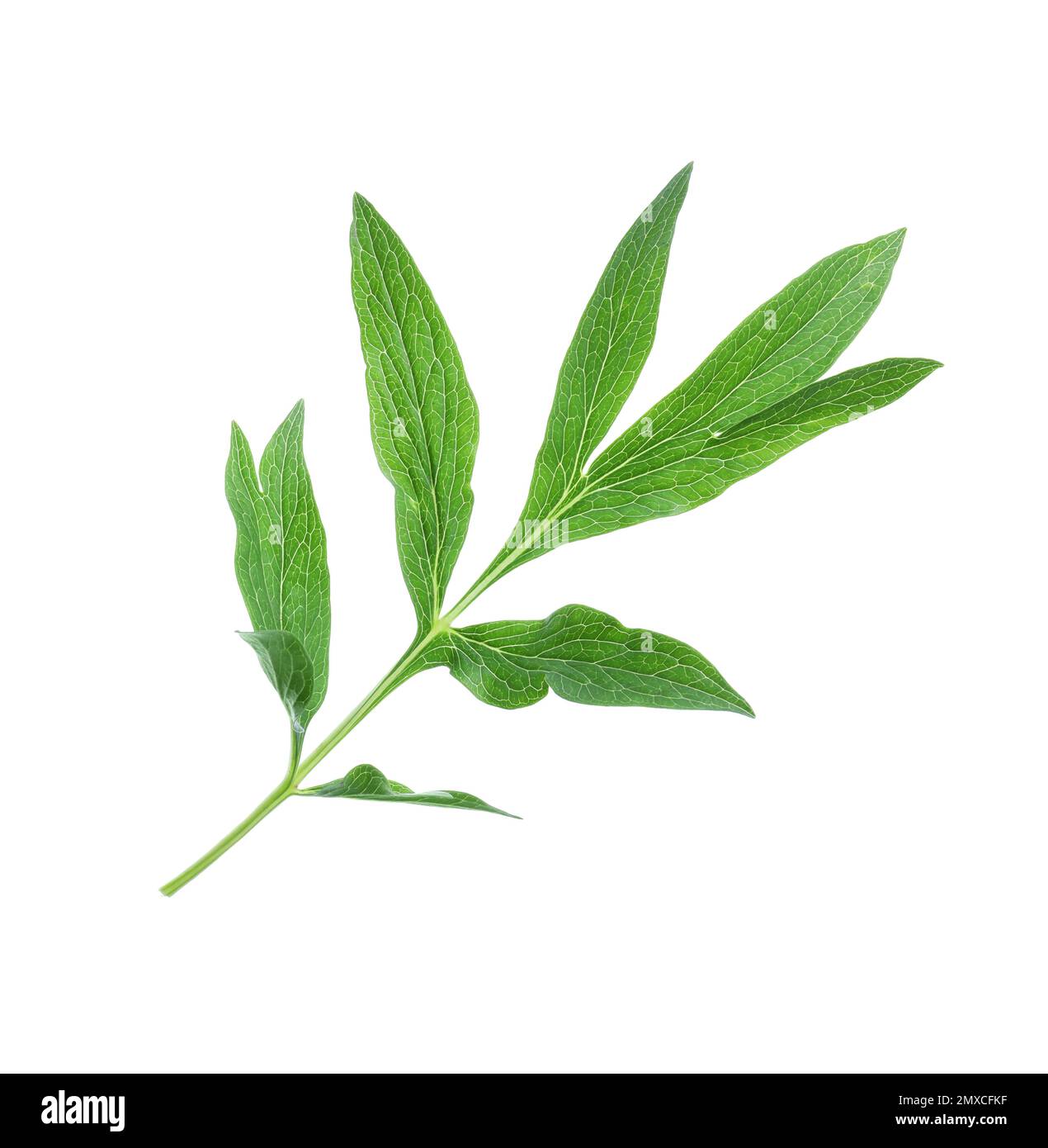 Fresh leaves of peony plant isolated on white Stock Photo - Alamy