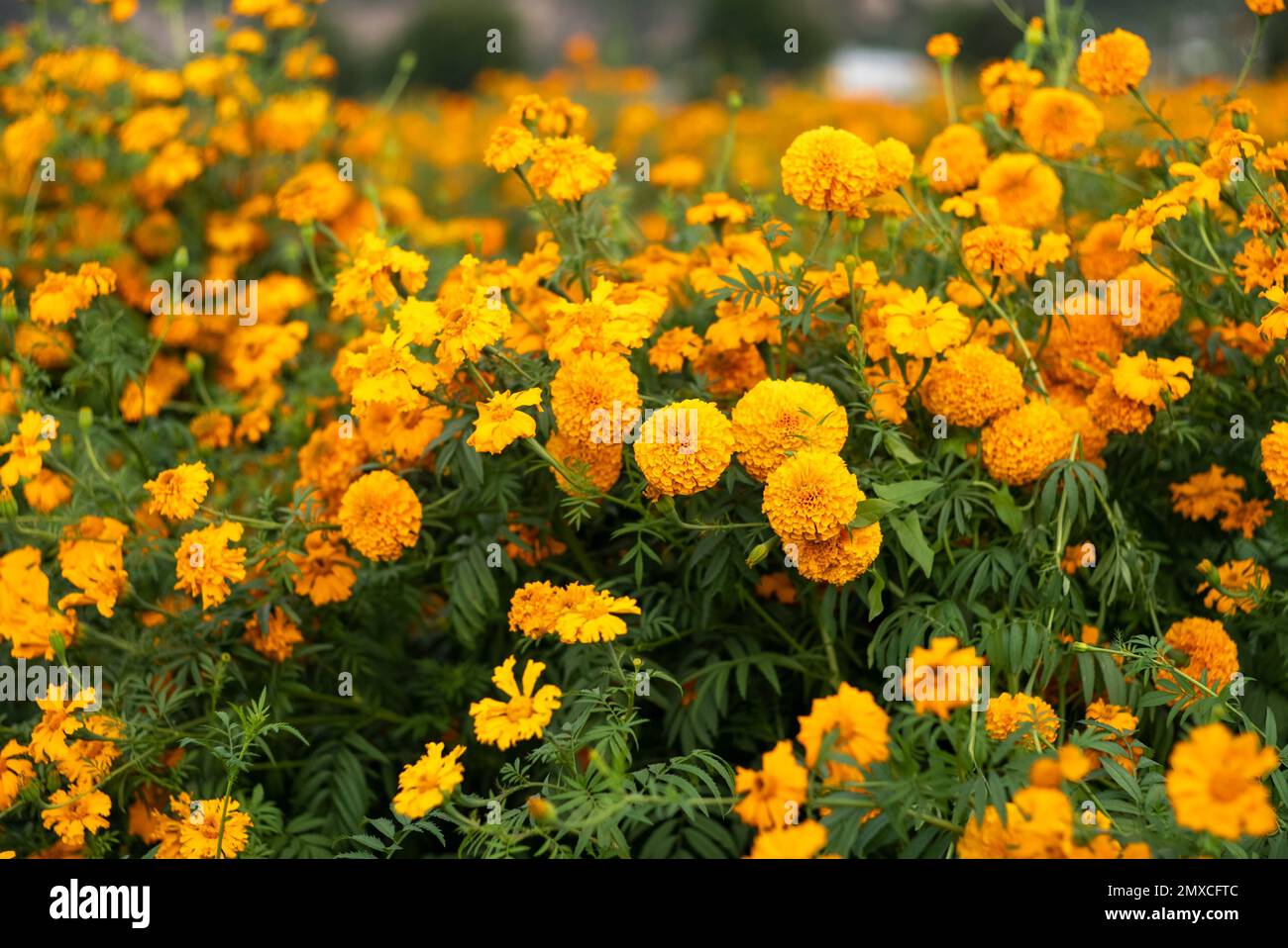 Bright bunch of Mexican marigold flowers blooming outdoors Stock Photo ...