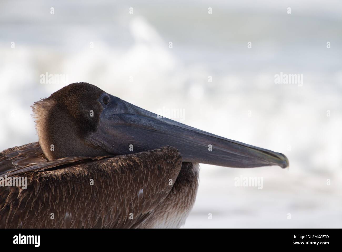 A closeup of an Eastern brown pelican against the sea Stock Photo - Alamy