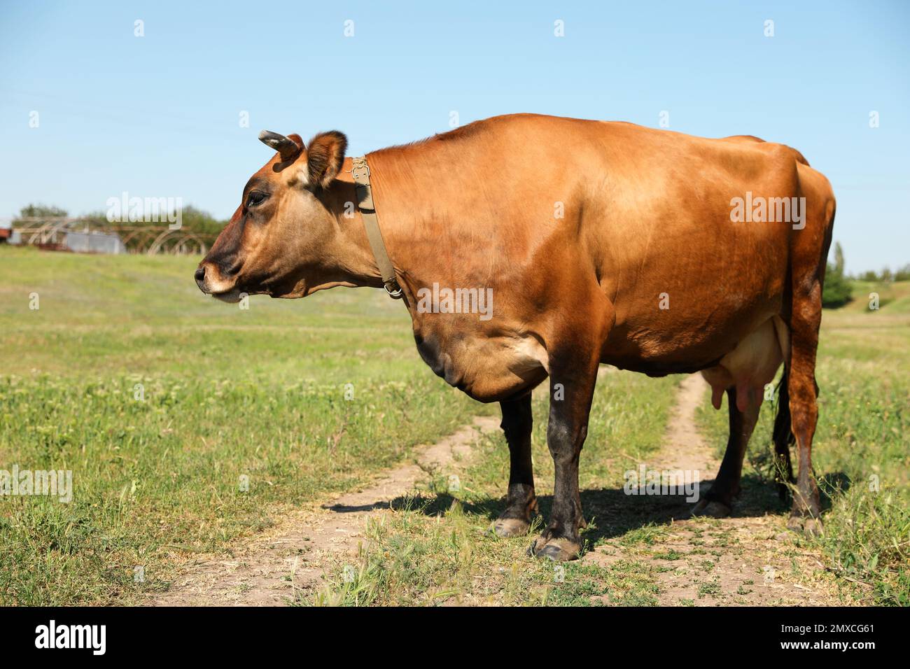 Beautiful brown cow outdoors on sunny day. Animal husbandry Stock Photo ...