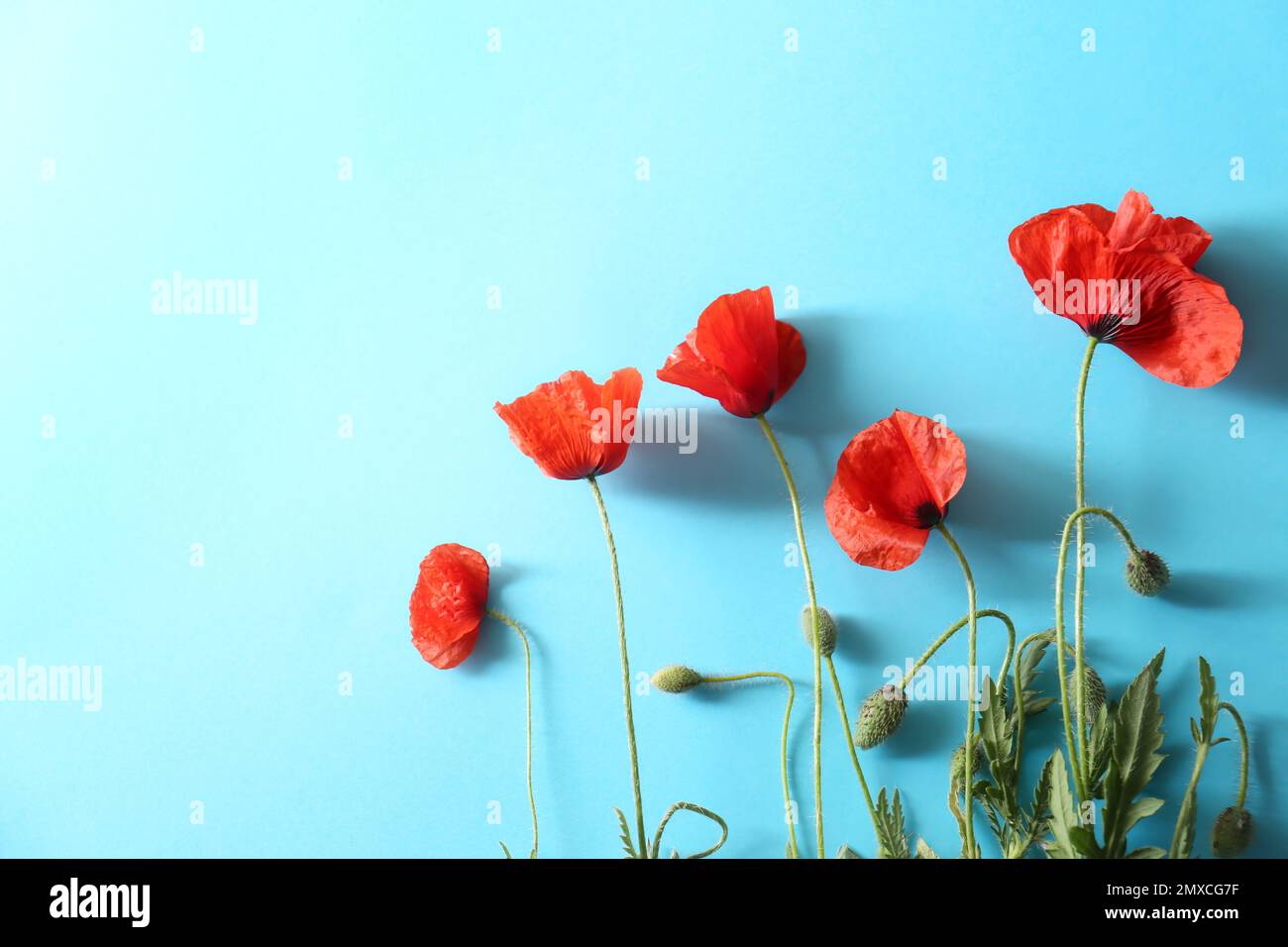 Beautiful red poppy flowers on light blue background, flat lay Stock ...