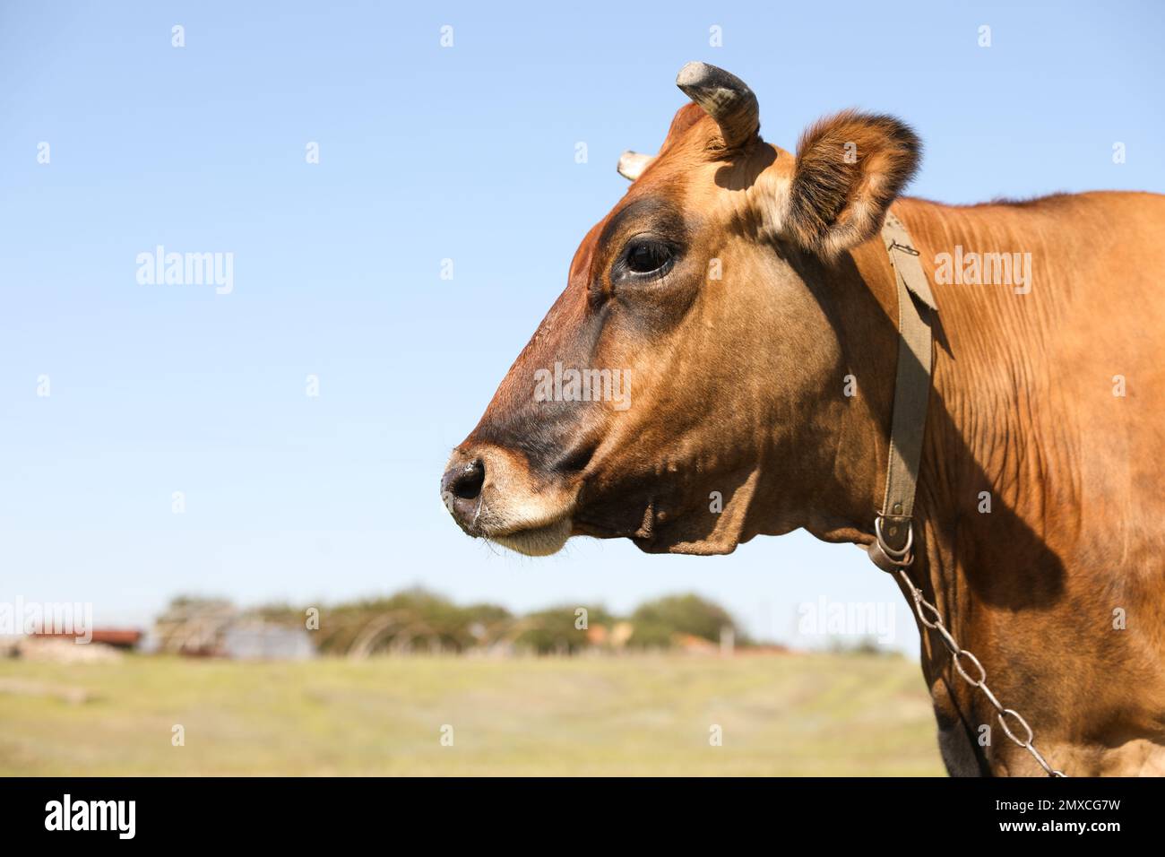 Brown cow outdoors hi-res stock photography and images - Alamy