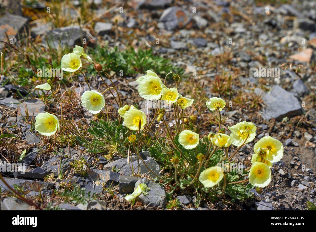 Flowers and plants Mountain valley of the Altai Mountains, fabulous ...