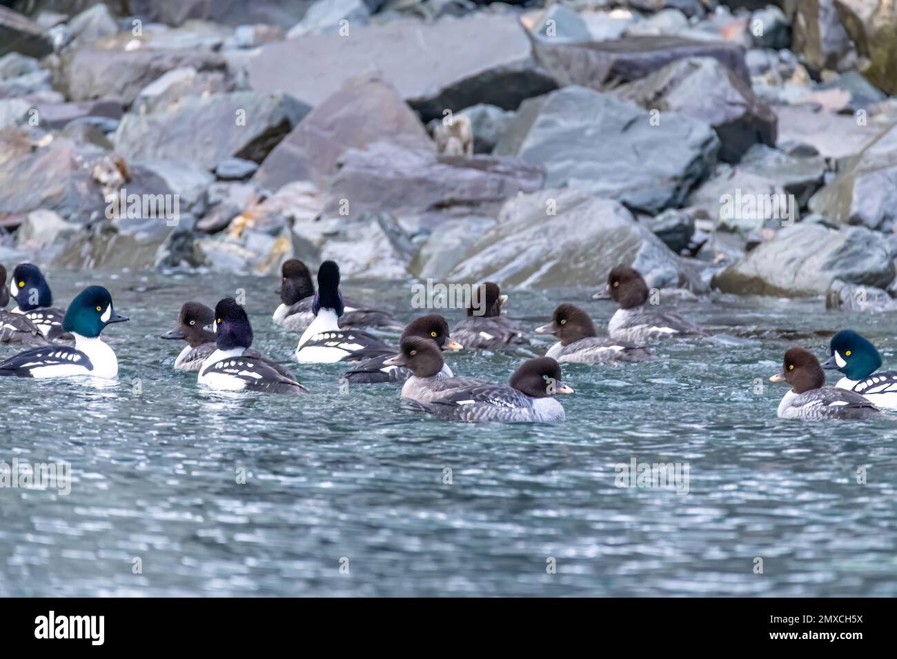A group of gold eye ducks swimming in Resurrection Bay in Seward Alaska ...