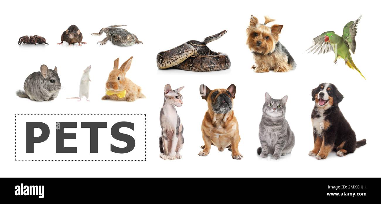 Set of different pets on white background. Banner design Stock Photo ...