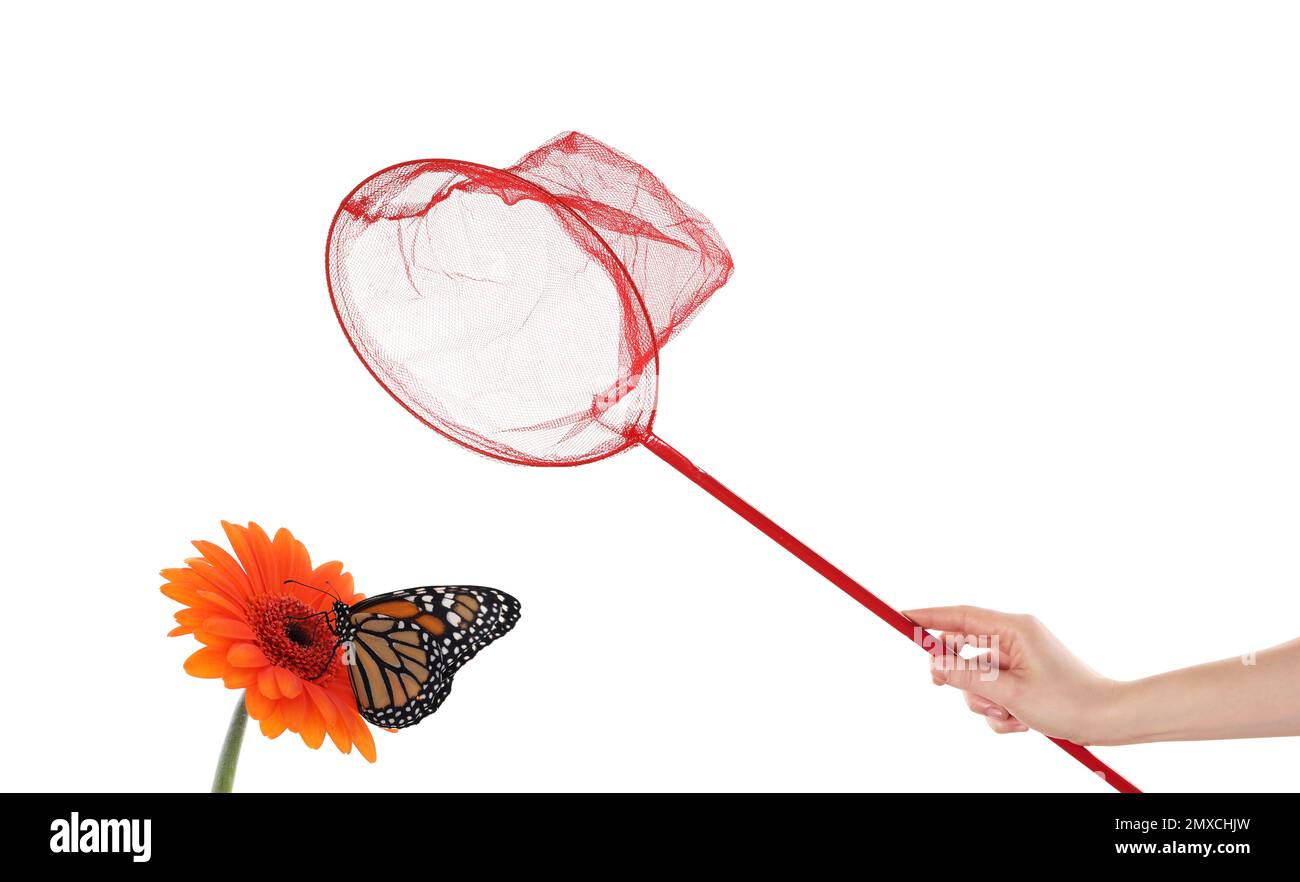 Woman catching butterfly with net on white background, closeup Stock ...